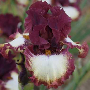 Iris Cayeux